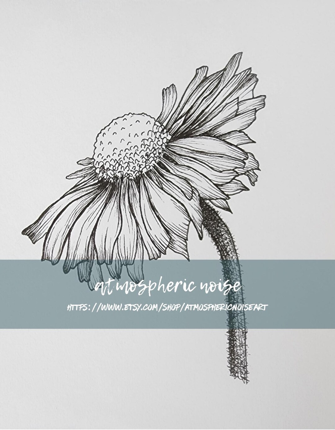 Echinacea Drawing Reproduction Fine Art Canvas Wall Print - Etsy