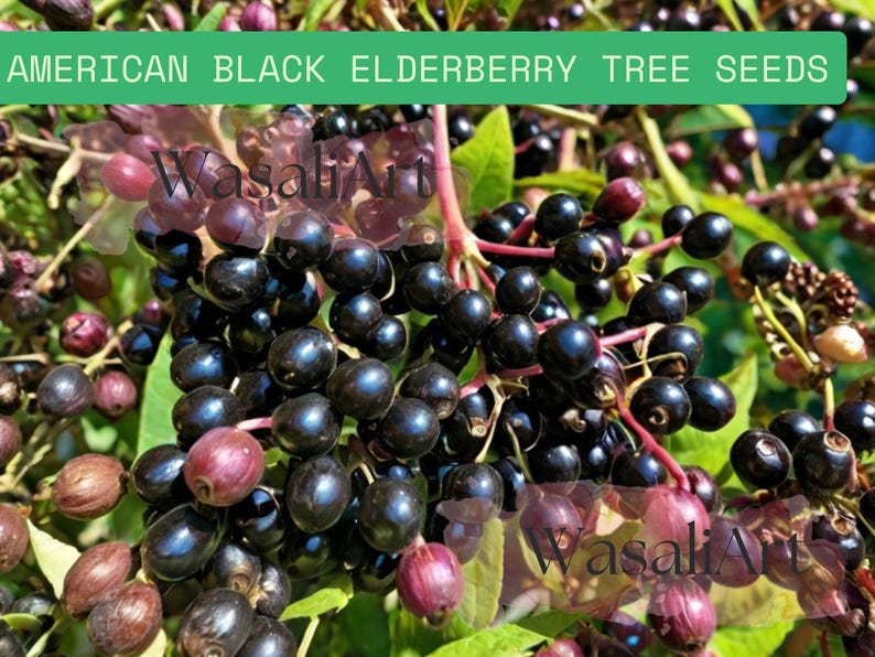 50 American Black Elderberry Seeds | Sambucus Canadensis | Grow Edible ...