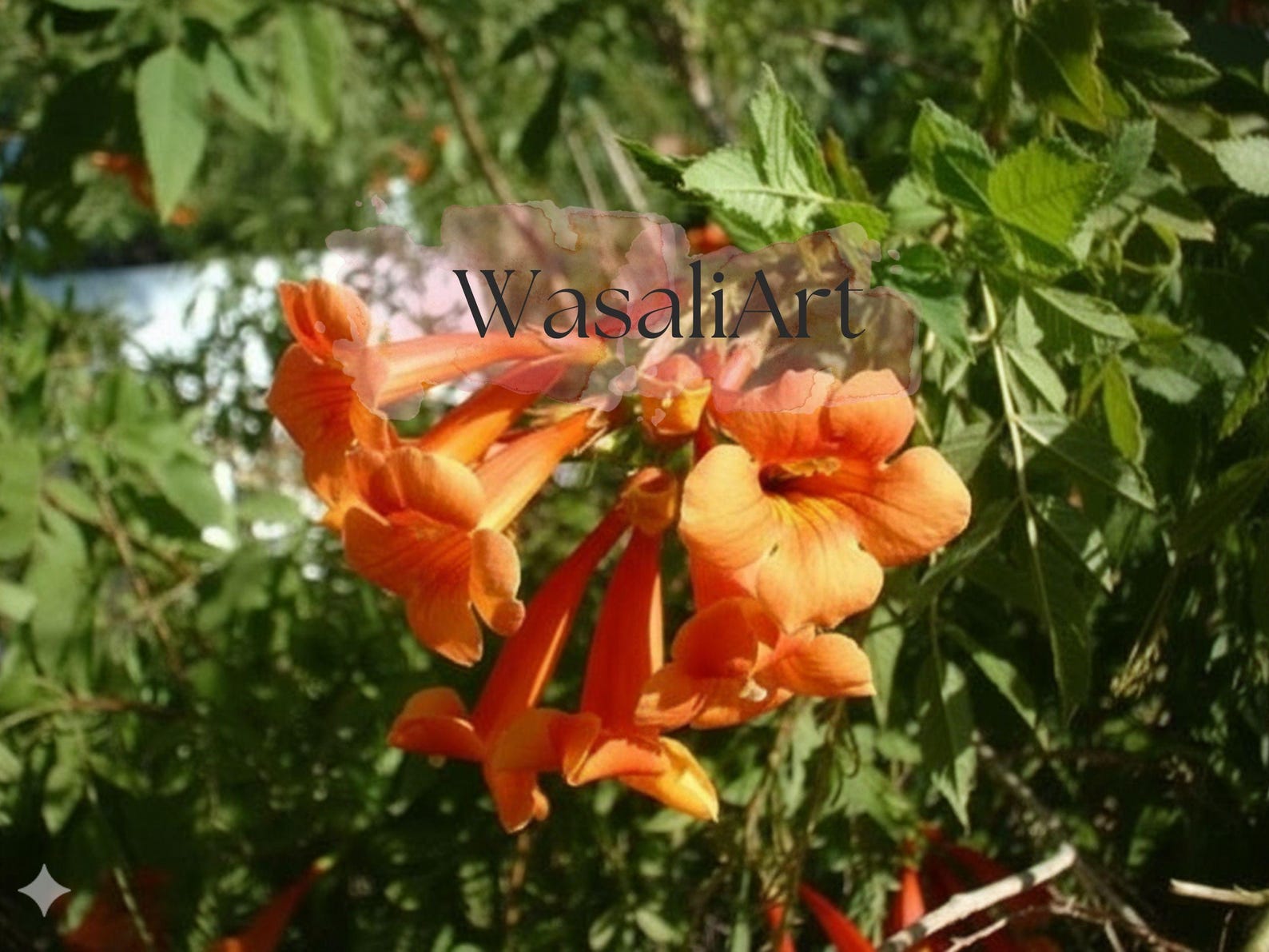 5 Seeds – Tecoma Stans Orange Jubilee (orange Bells) – Exotic Flowering ...