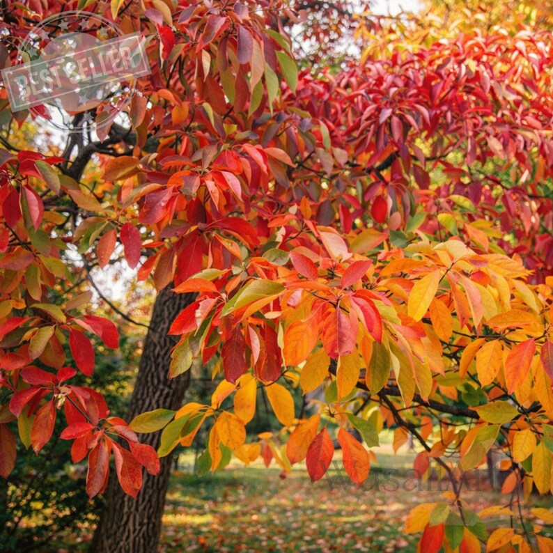 Sassafras Tree – Native Deciduous Starter Plant, Aromatic Leaves, Fall ...