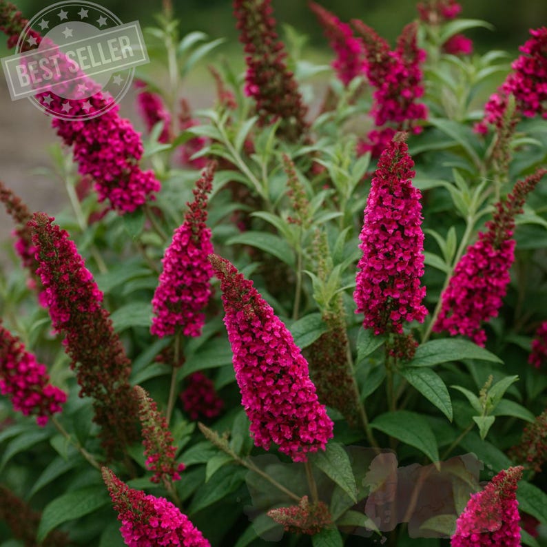 Buddleia Miss Molly Butterfly Bush: Sangria Red Blooms, 4" Pot - Etsy