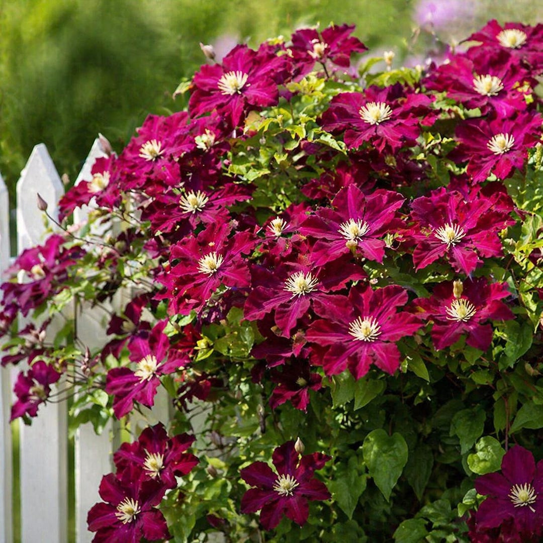 Midnight Showers Clematis Vine 2.5" Pot – Purple Reblooming Clematis - Etsy