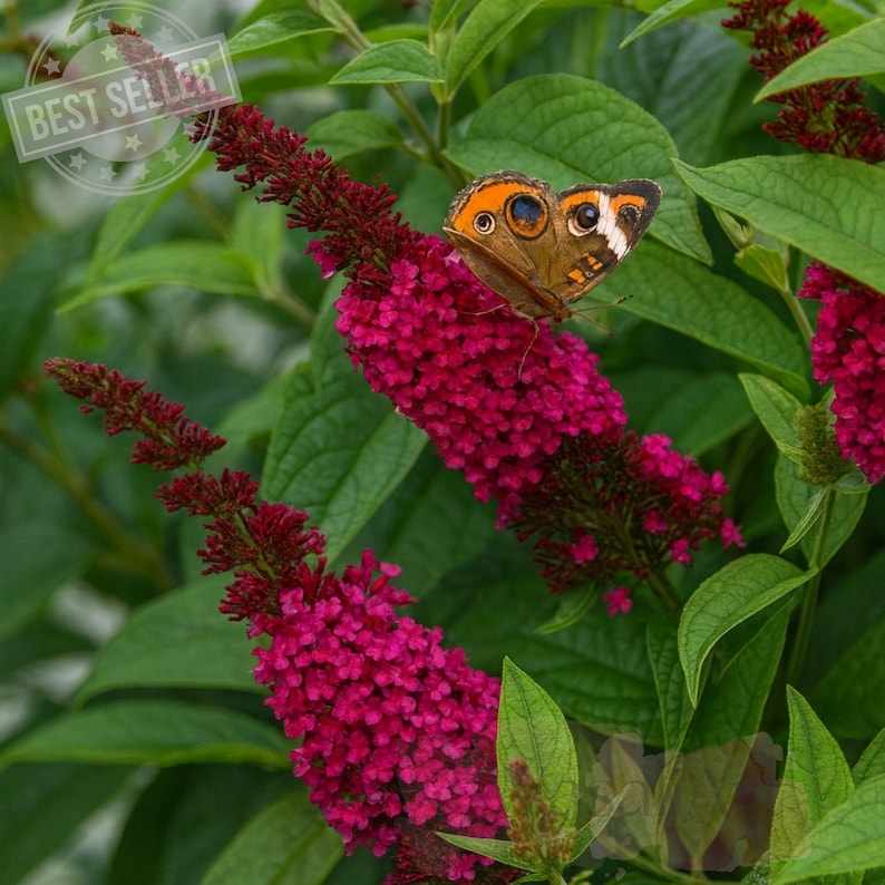 Buddleia Miss Molly Butterfly Bush: Sangria Red Blooms, 4" Pot - Etsy