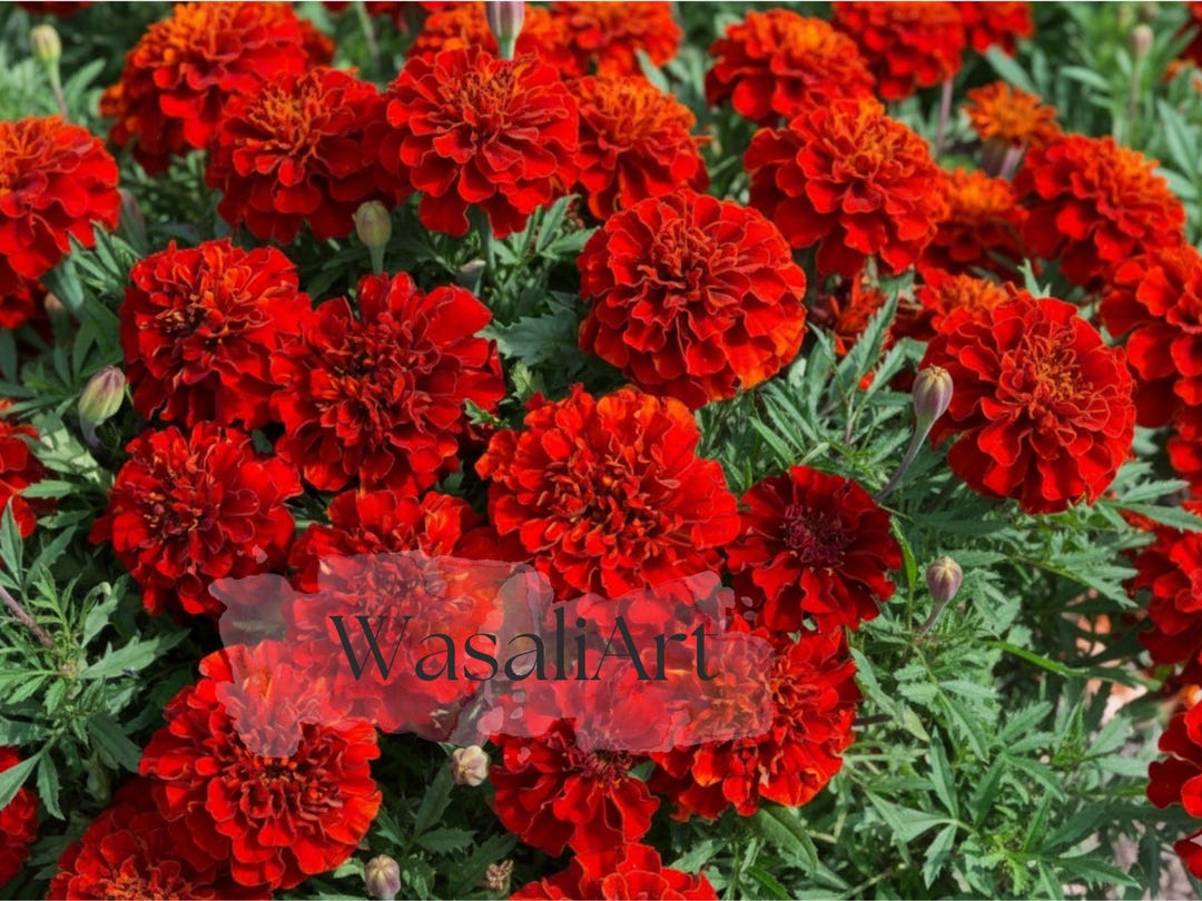 25+ French Fireball Marigold Seeds for Garden Planting - Etsy