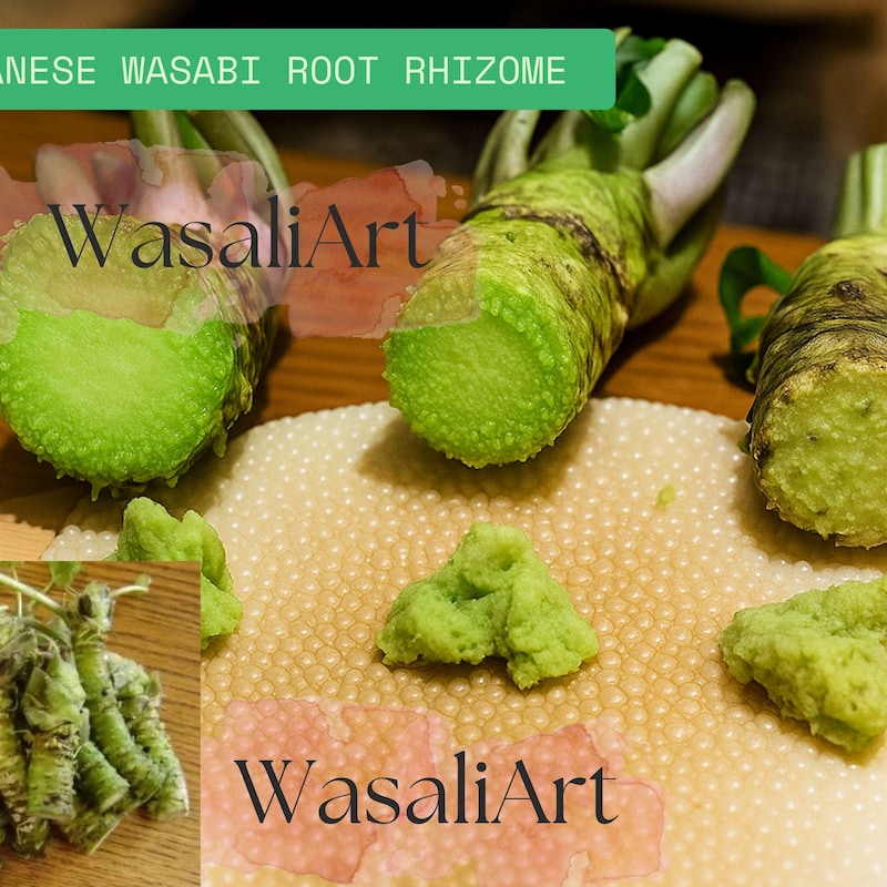 Wasabi - Etsy