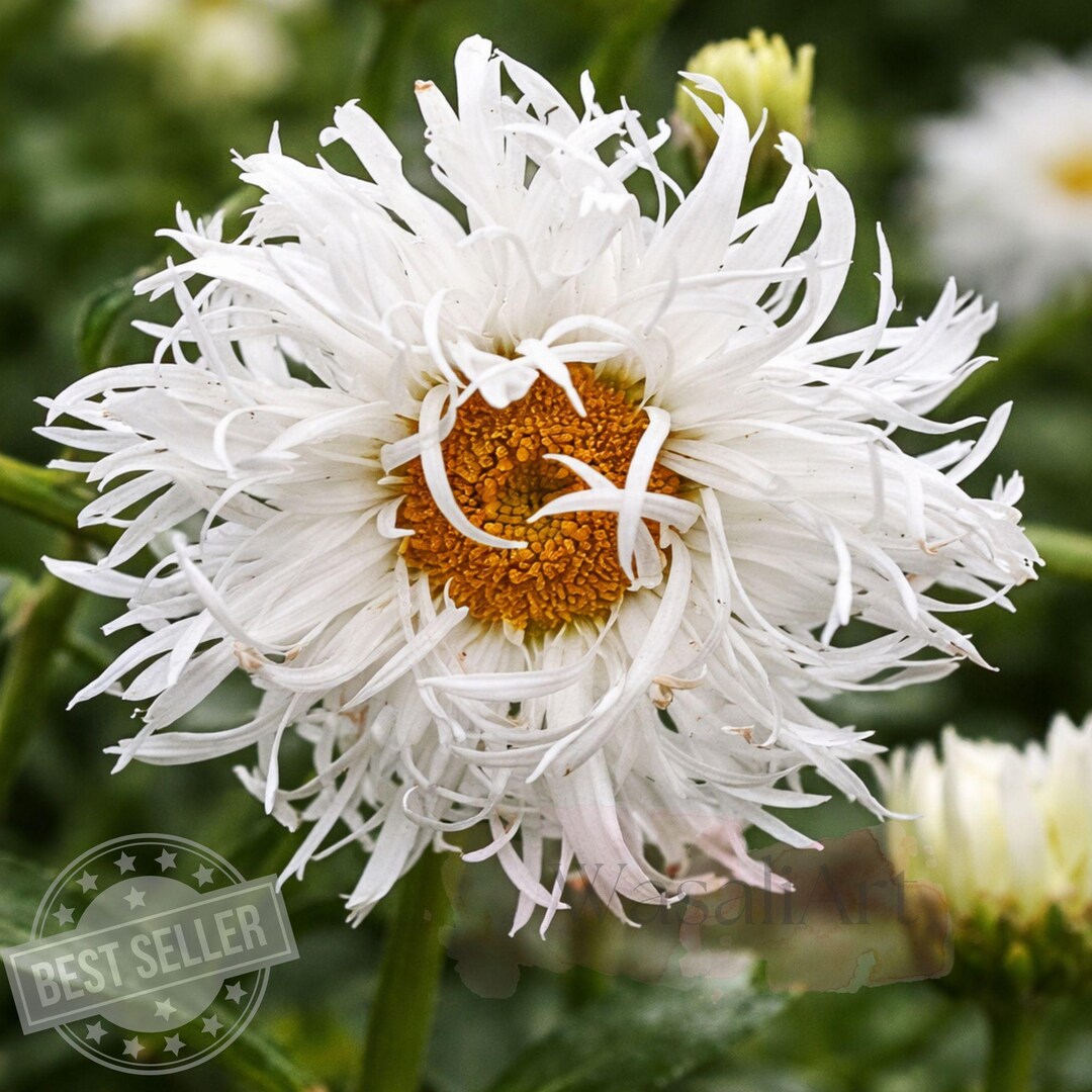 Crazy Daisy Perennial Plant · Leucanthemum · Double White Blooms ...