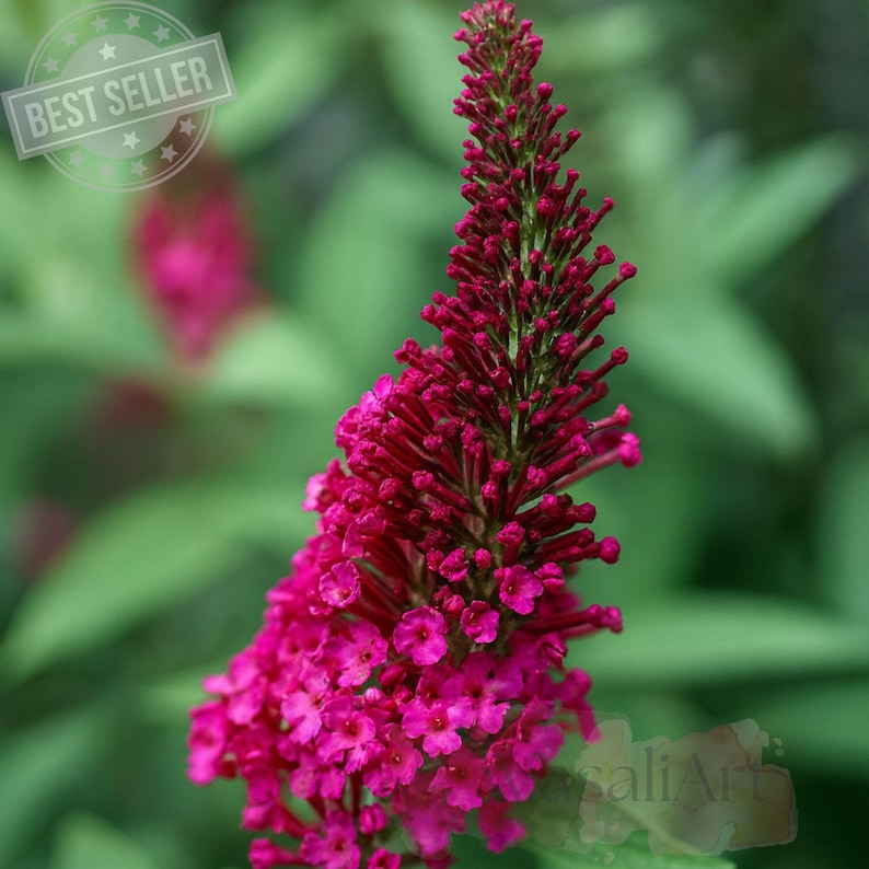 Buddleia Miss Molly Butterfly Bush: Sangria Red Blooms, 4" Pot - Etsy