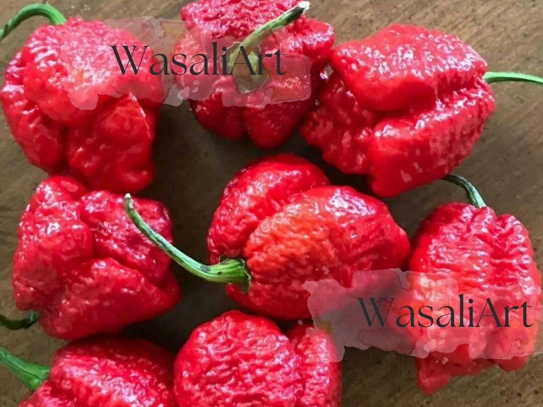 Apocalypse Scorpion Red Chili Live Plants: Super Hot Peppers - Lot of 3 ...