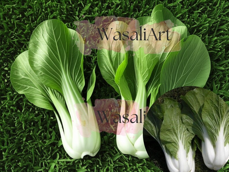 Pak Choi Seeds: White Stem Chinese Cabbage, Non-gmo (1000 Seeds) - Etsy