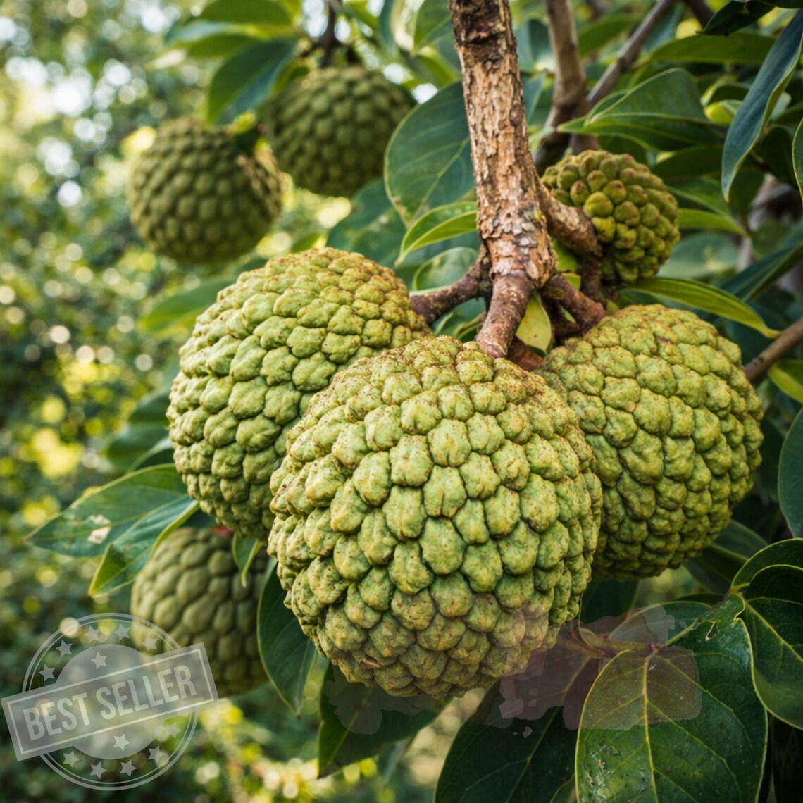Custard Apple Seeds · Annona Squamosa · Tropical Fruit Tree · 5 Seeds ...