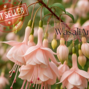 Fuchsia Southgate Live Starter Plant – Pink & White Hummingbird Flower ...