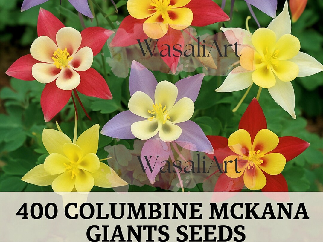 Columbine Mckana Giants 400 Seeds: Hardy Autumn Mix, Deer-resistant ...