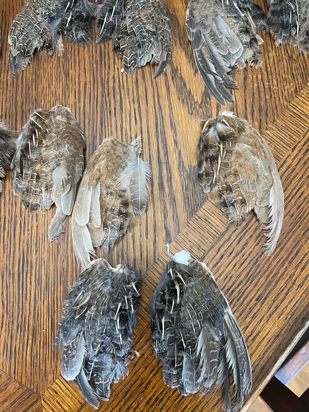 Quail Wings-hunting Dog Training, Cat Toys-dog Treats-fly Fishing Tying ...