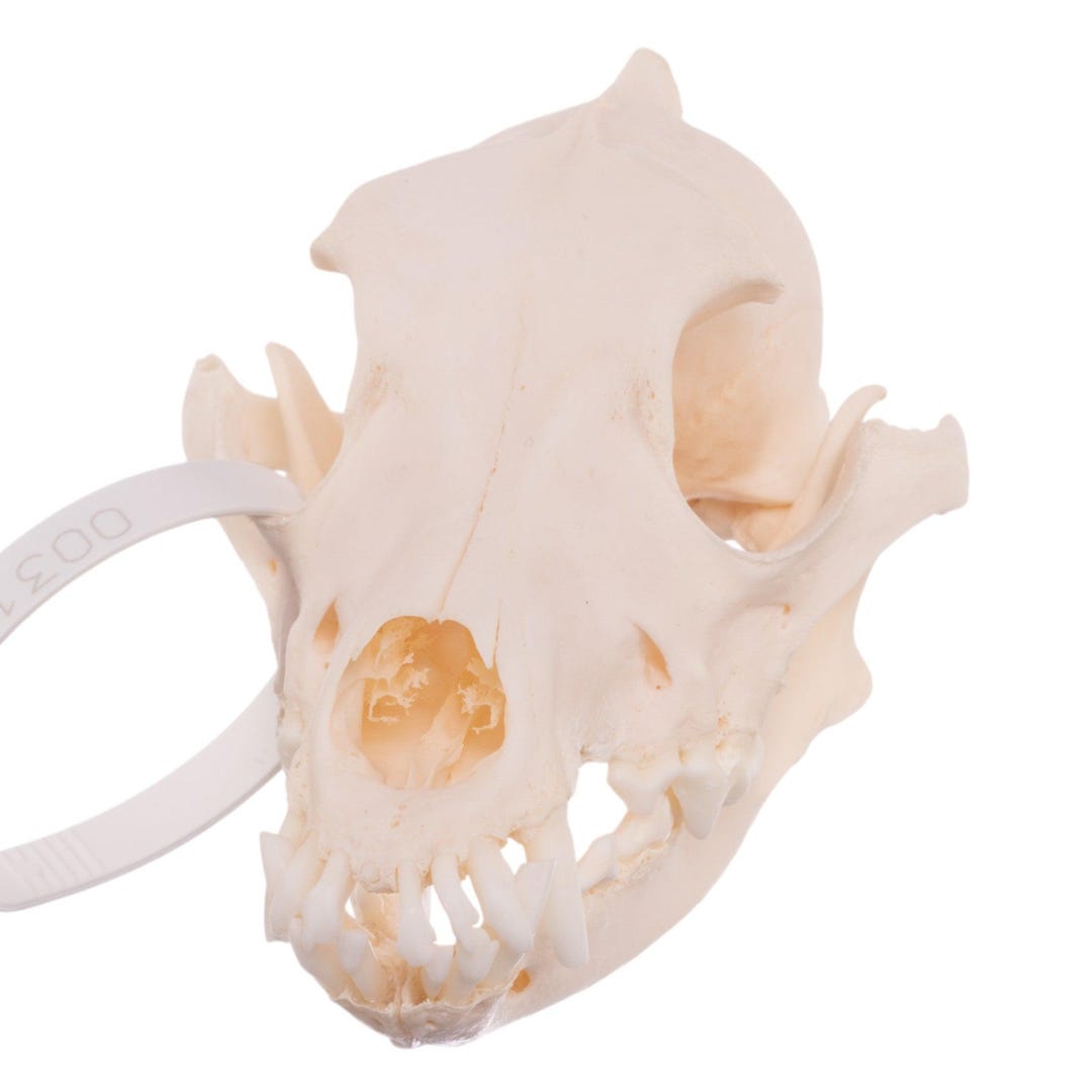 Real Domestic Dog Skull - Schnauzer - Etsy
