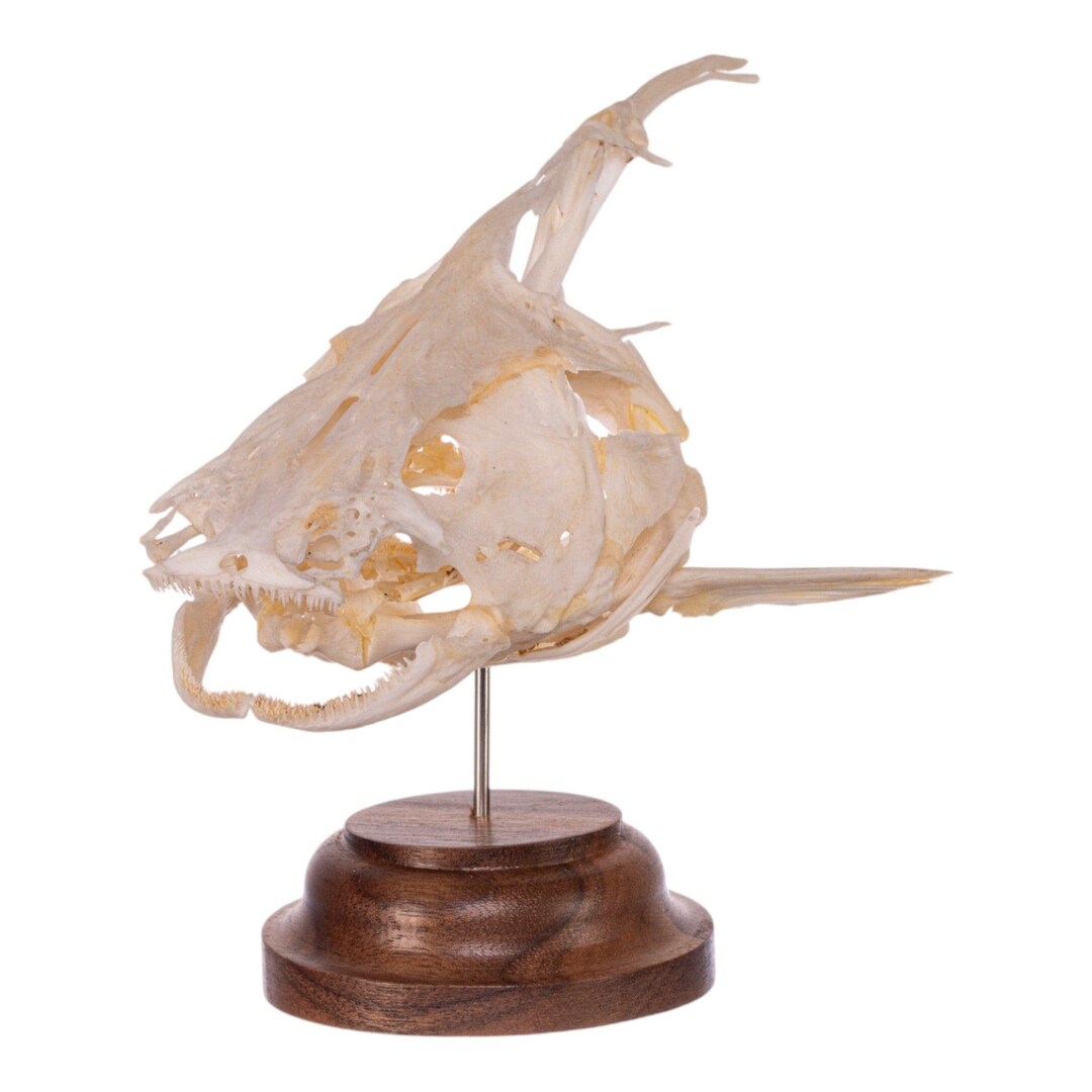 Real Catfish Skull on Stand - Etsy