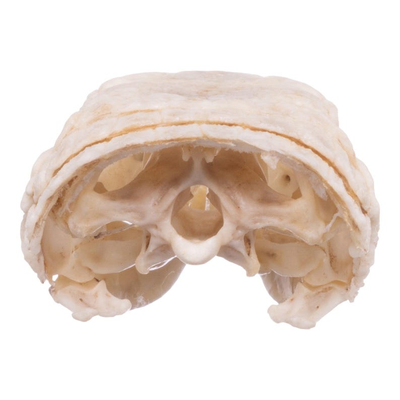 Real Plated Lizard Skull - Etsy