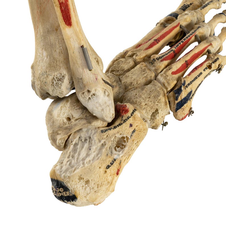 Real Human Tibia, Fibula, and Foot With Muscles - Etsy