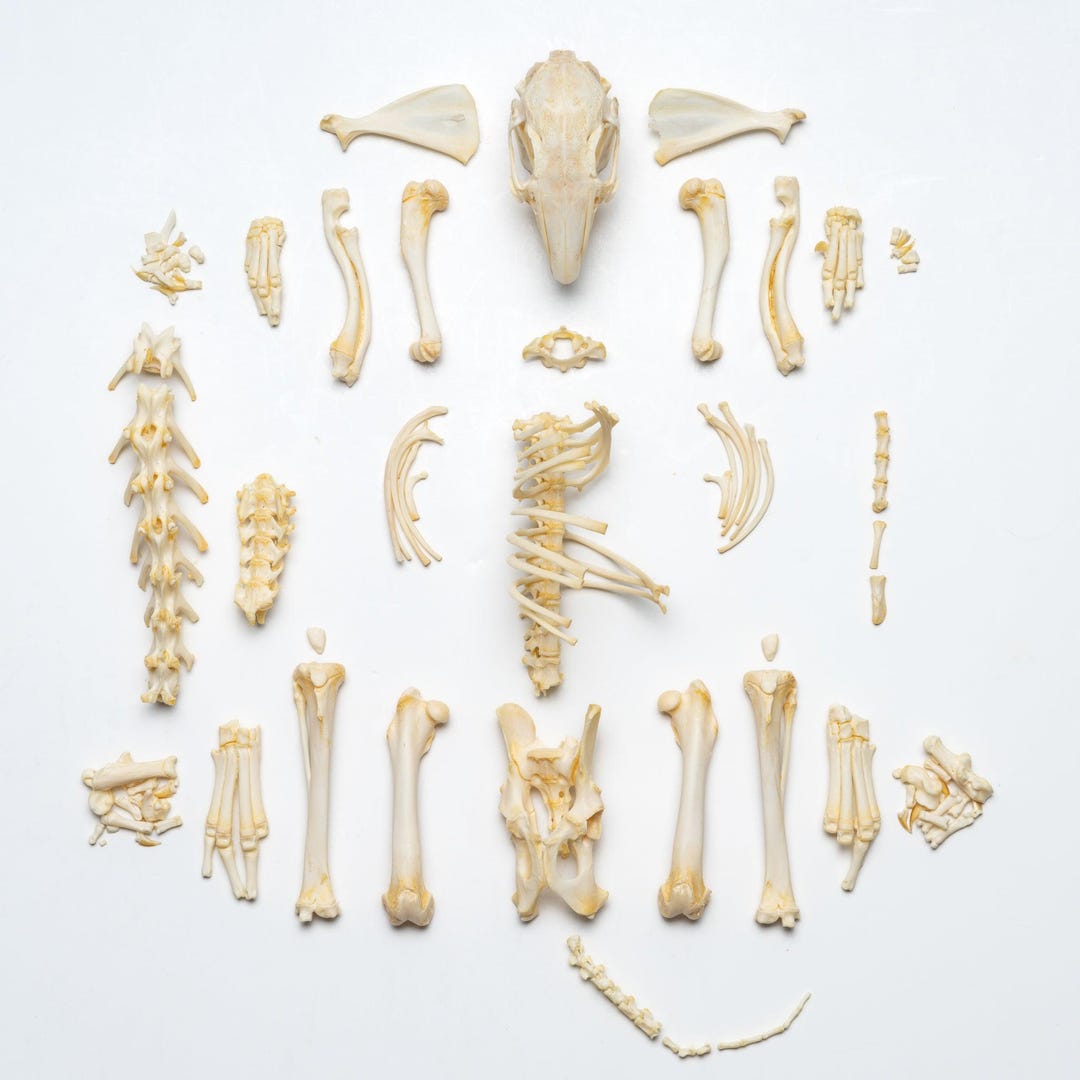 Real Domestic Rabbit Skeleton - Disarticulated - Etsy