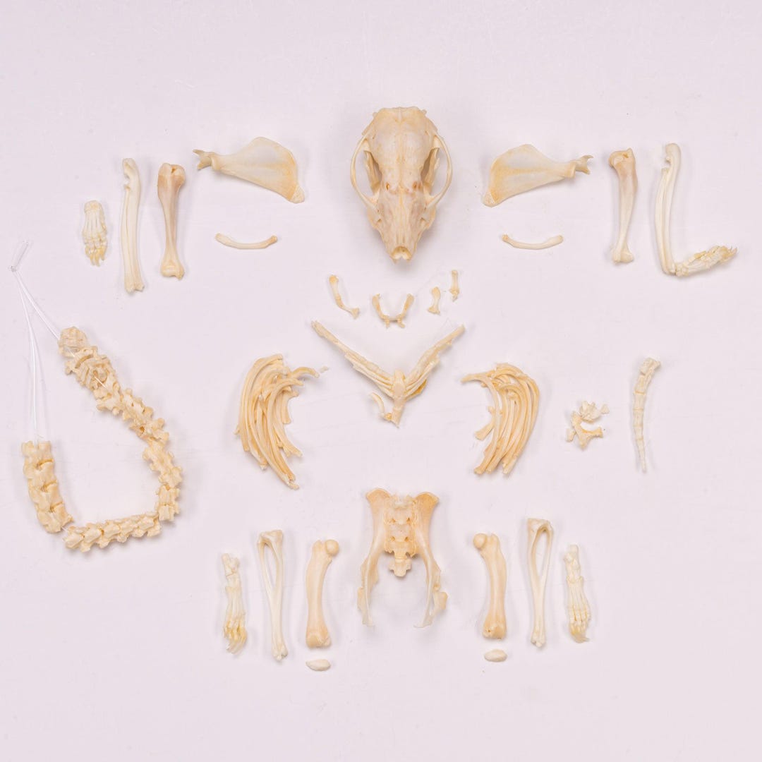 Real Hedgehog Skeleton - Disarticulated - Etsy