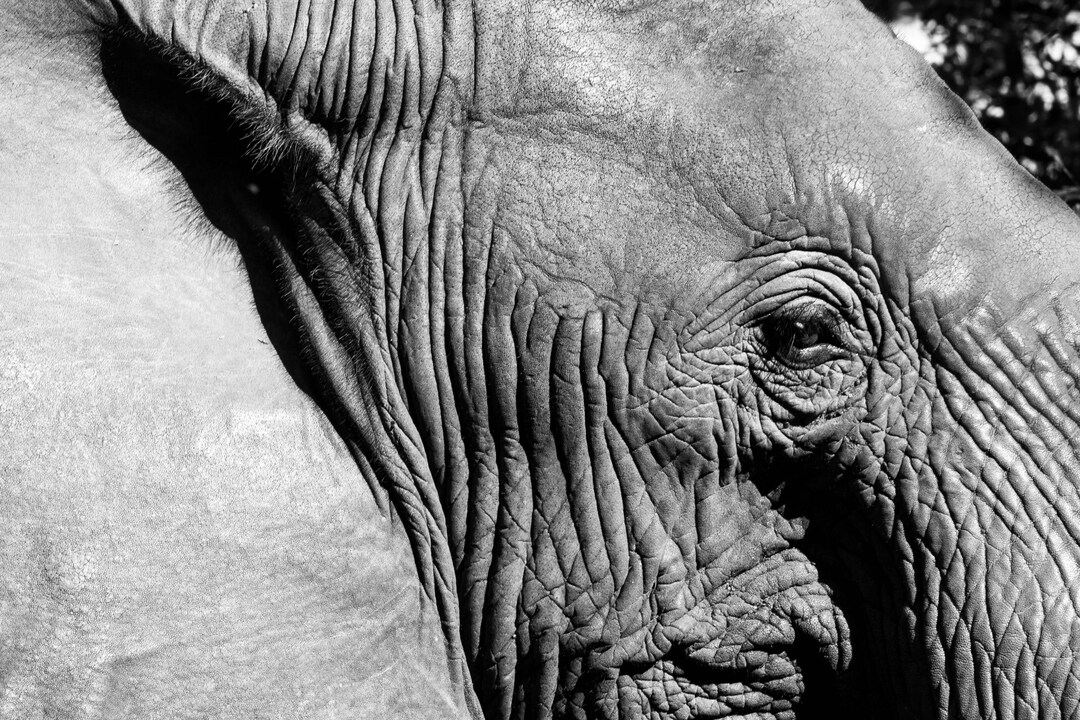 Elephant B&W Photograph - Etsy