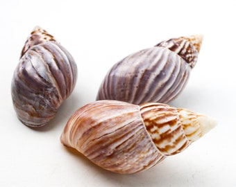 Land Snail Shell - Etsy