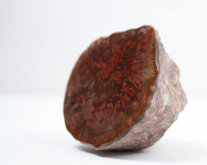 Polished Coprolite - Fossilized Poo - Etsy