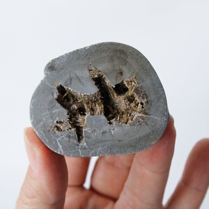 Barite in Septarian Nodule Geode - Etsy