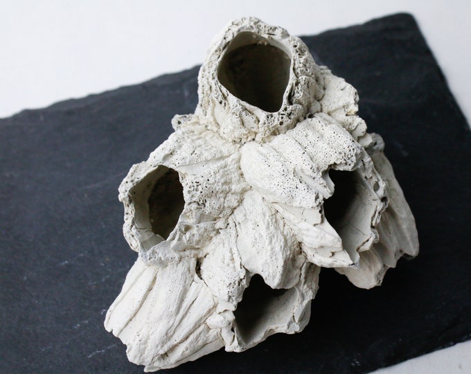 Fossil Barnacle Cluster From Pliocene Period - Etsy