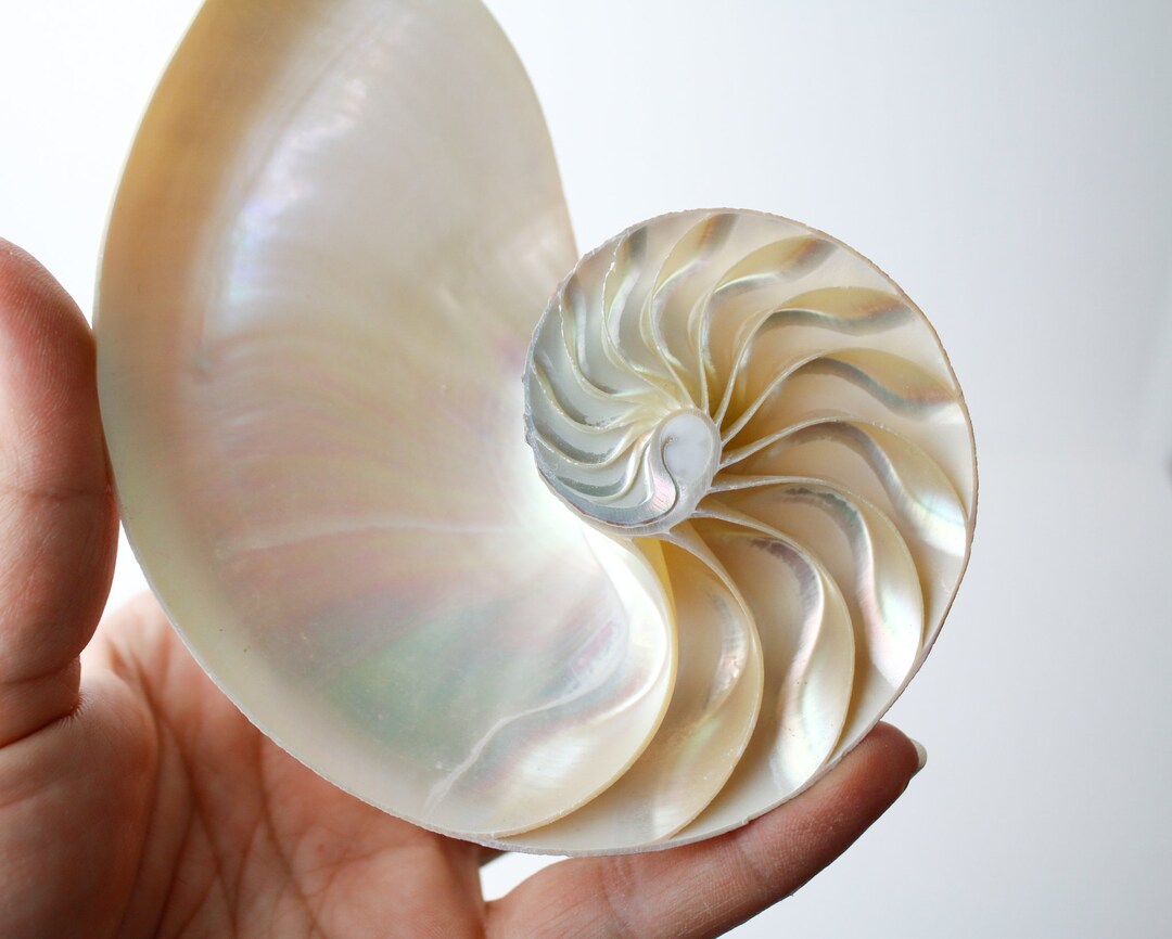 Nautilus Pom Pilius Shell Half - Etsy