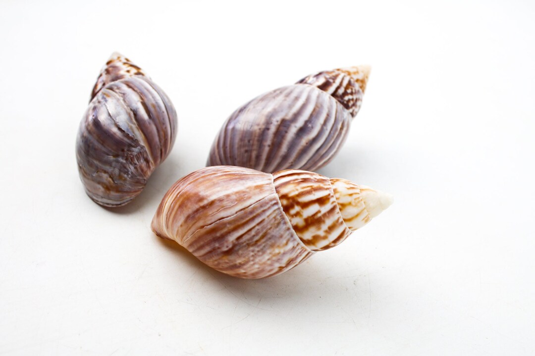 Japanese Land Snail Shell - Etsy