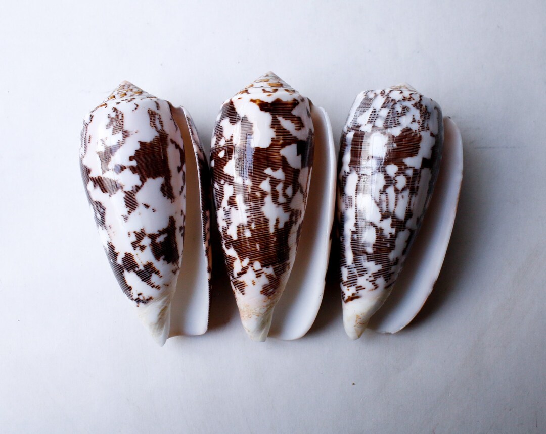 Conus Striatus Shell - One Shell - Etsy