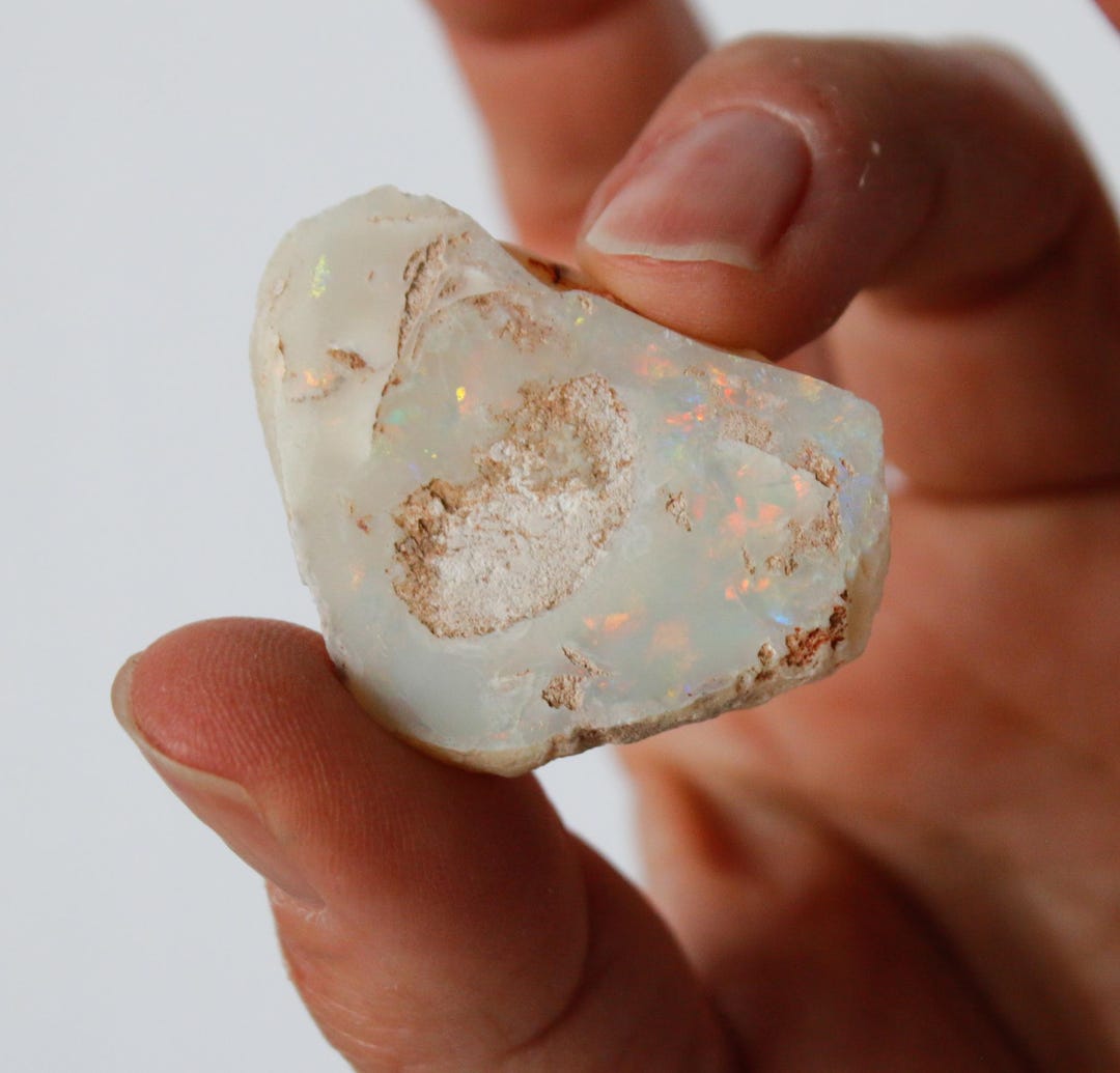 Opalized Bivalve Cockleshell Fossil From Australia - Etsy Australia