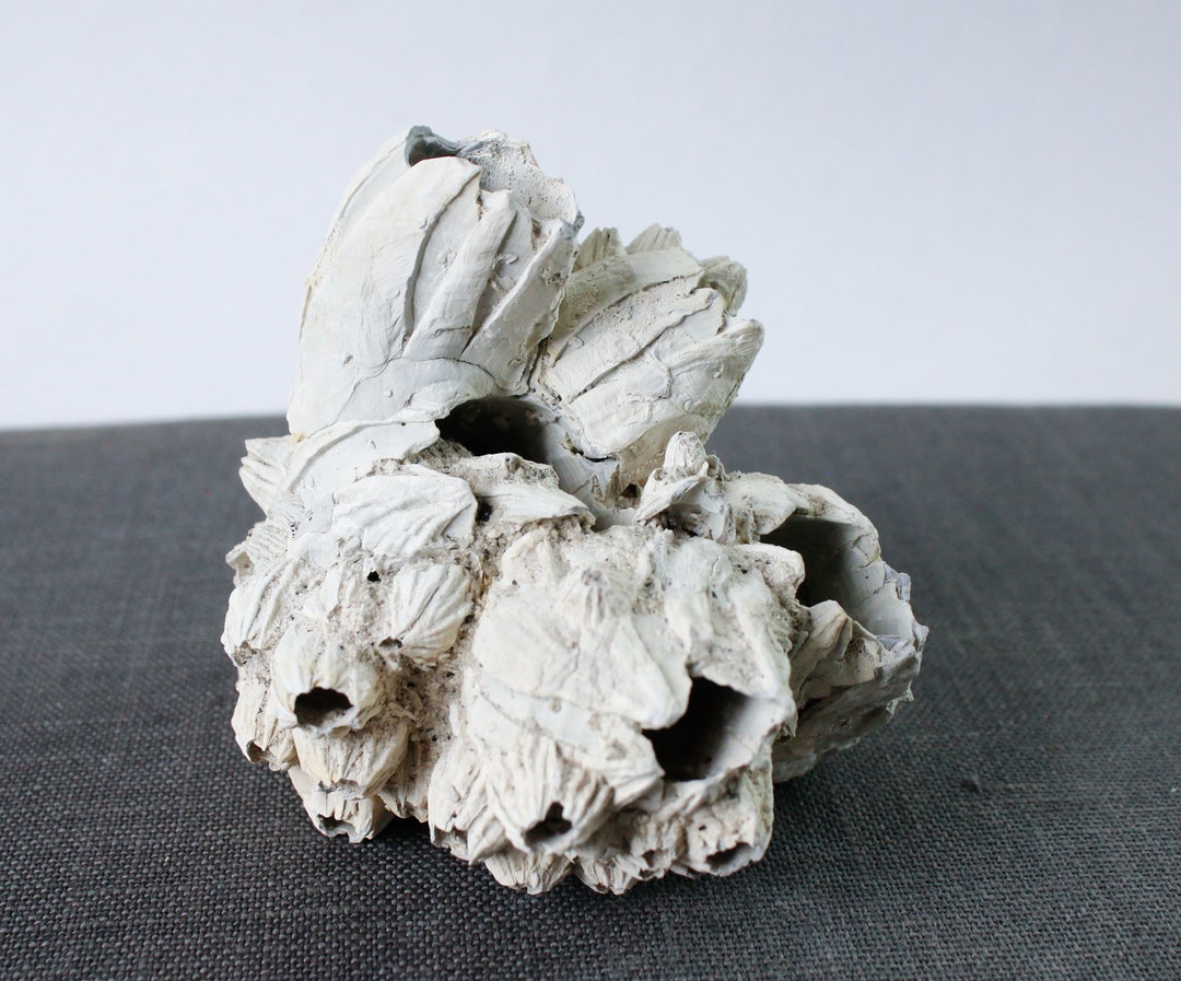 Fossil Barnacle Cluster From Pliocene Period - Etsy