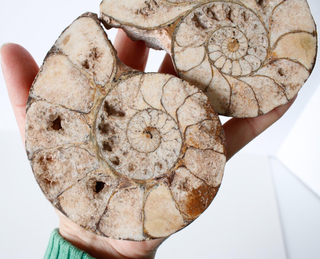 Large Ammonite Sliced Pair - Fossil Specimen With Hematite - Etsy