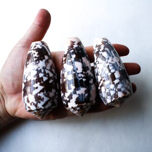 Conus Striatus Shell - One Shell - Etsy