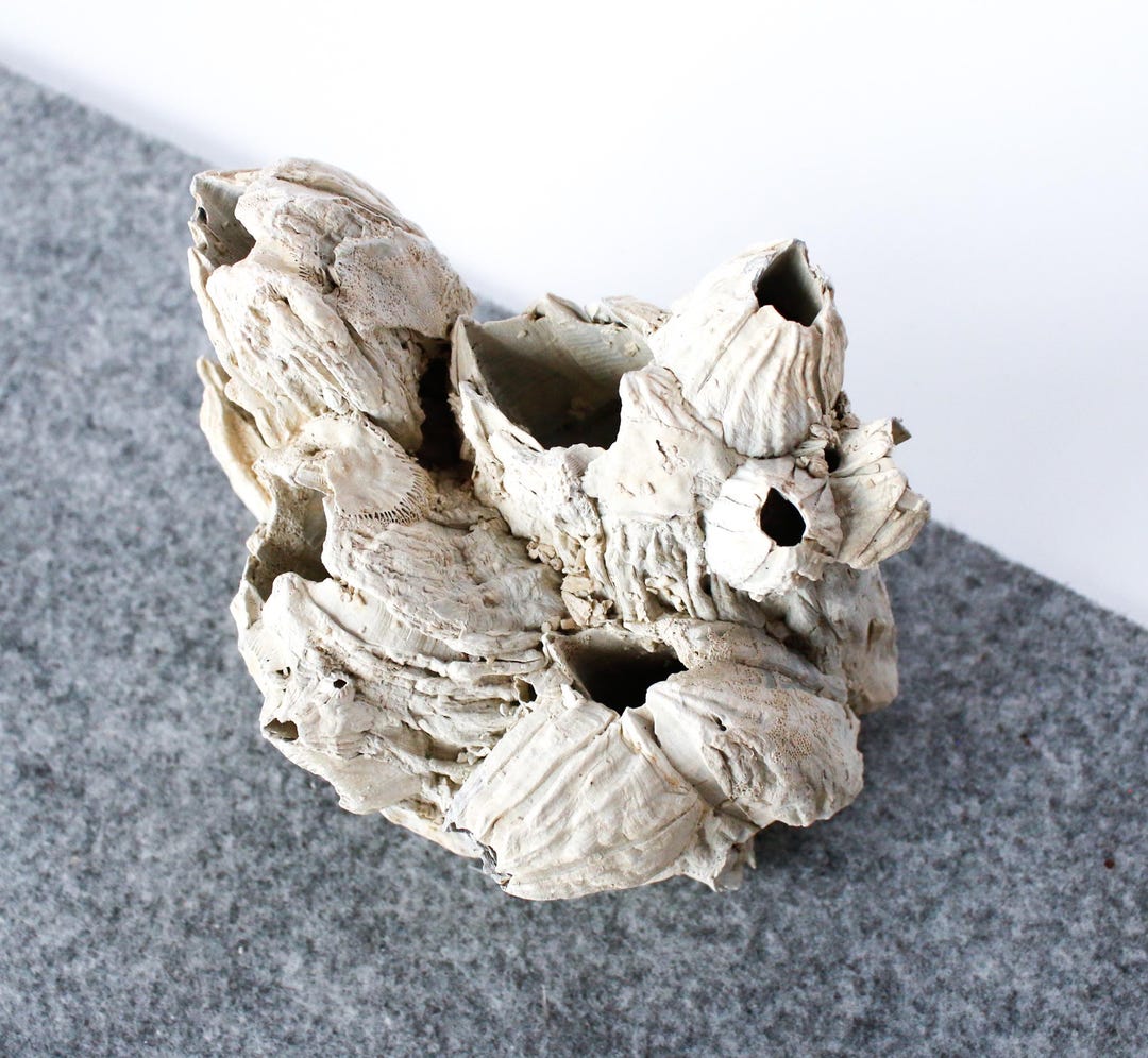 Fossil Barnacle Cluster From Pliocene Period - Etsy