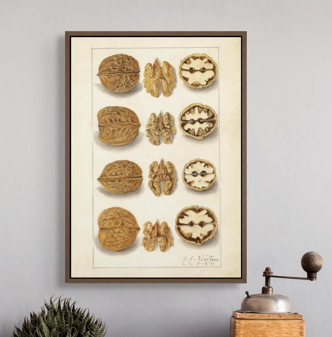 Vintage Walnut Study Artwork, Drawing, Painting, Matte Vertical Poster ...