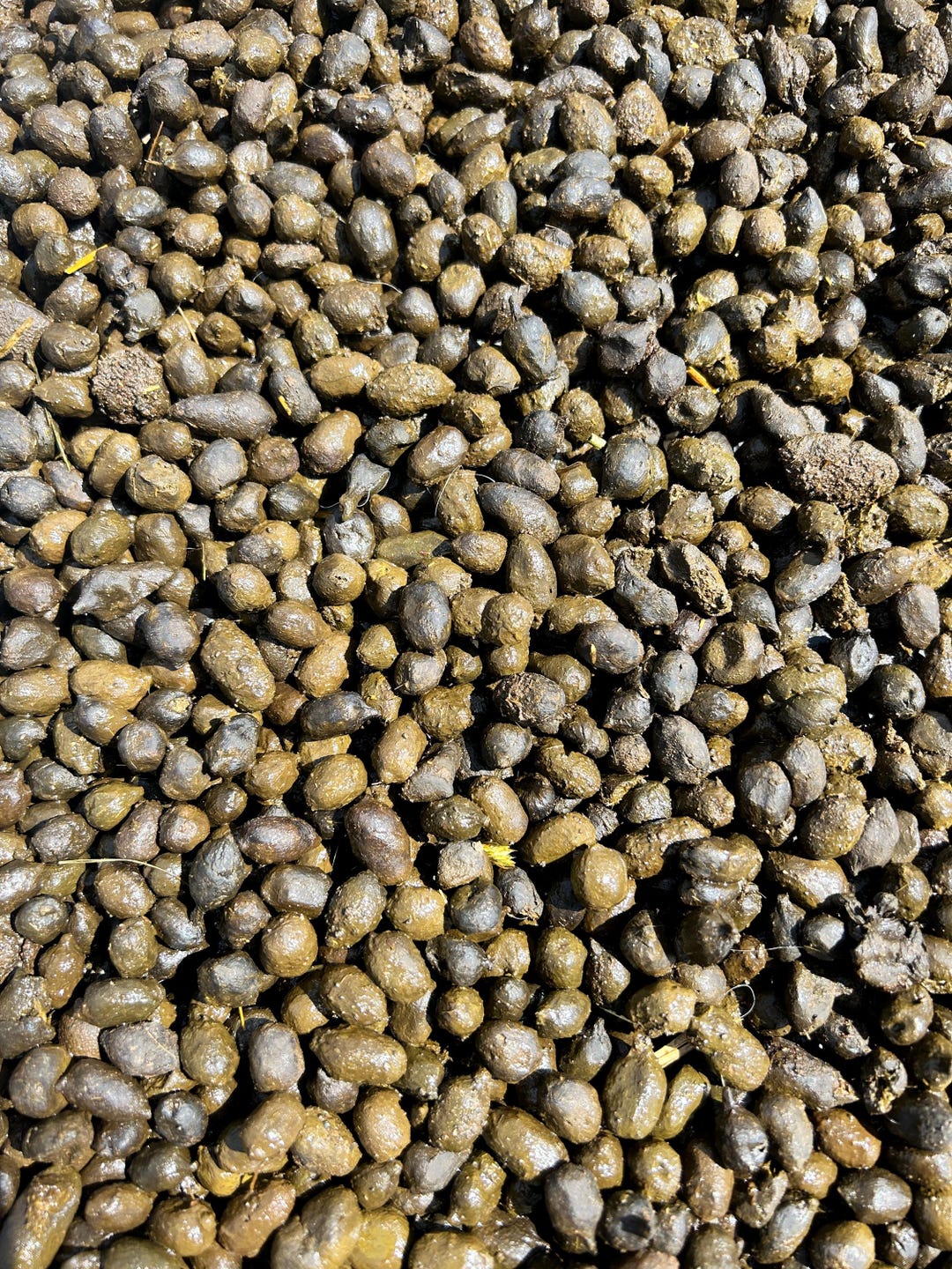 Alpaca Bean (poop) Fertilizer & Soil Amendment - Etsy