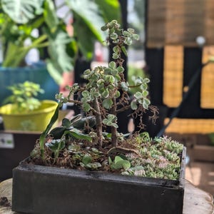 Double Cracked Greenhouse Terrarium 15inx8in - Etsy