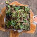 Double Cracked Greenhouse Terrarium 15inx8in - Etsy