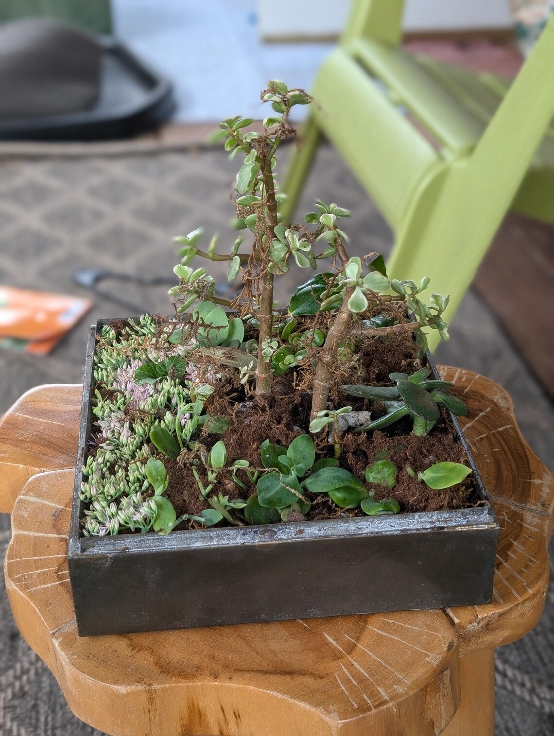 Double Cracked Greenhouse Terrarium 15inx8in - Etsy