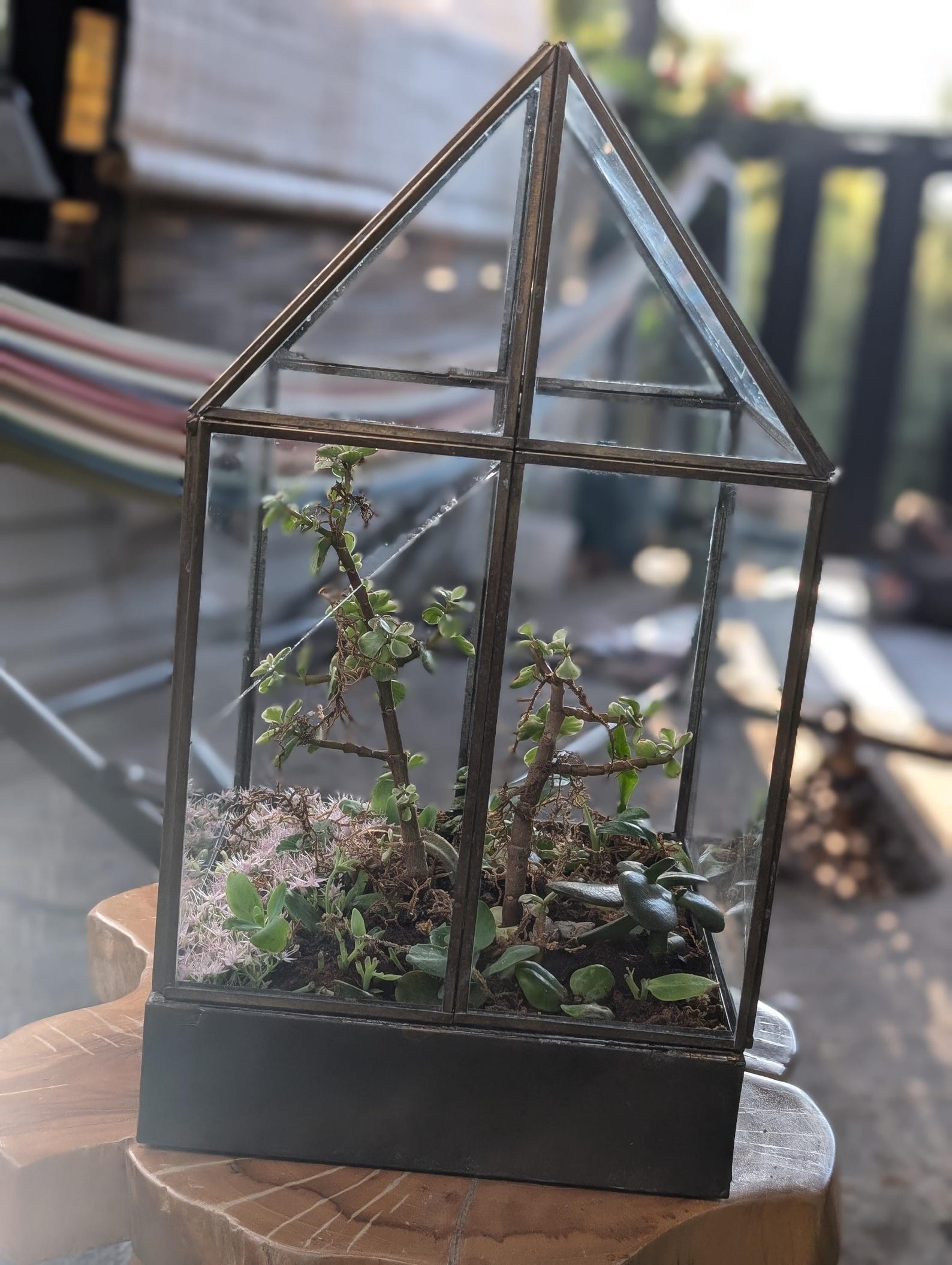 Double Cracked Greenhouse Terrarium 15inx8in - Etsy