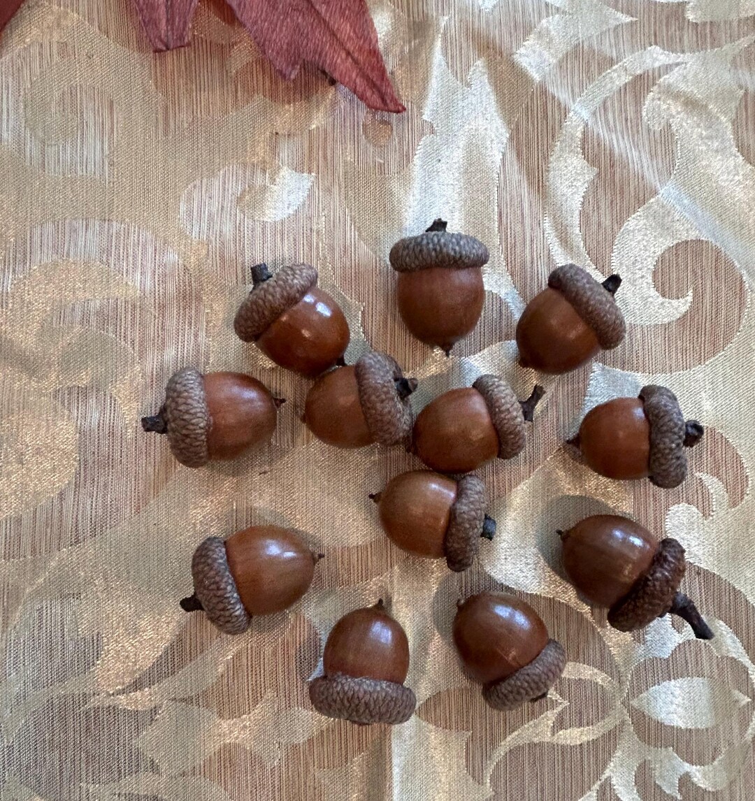 Jumbo Acorns. Beautiful, Goldencolors. Washed, Heat Dried, Polished ...