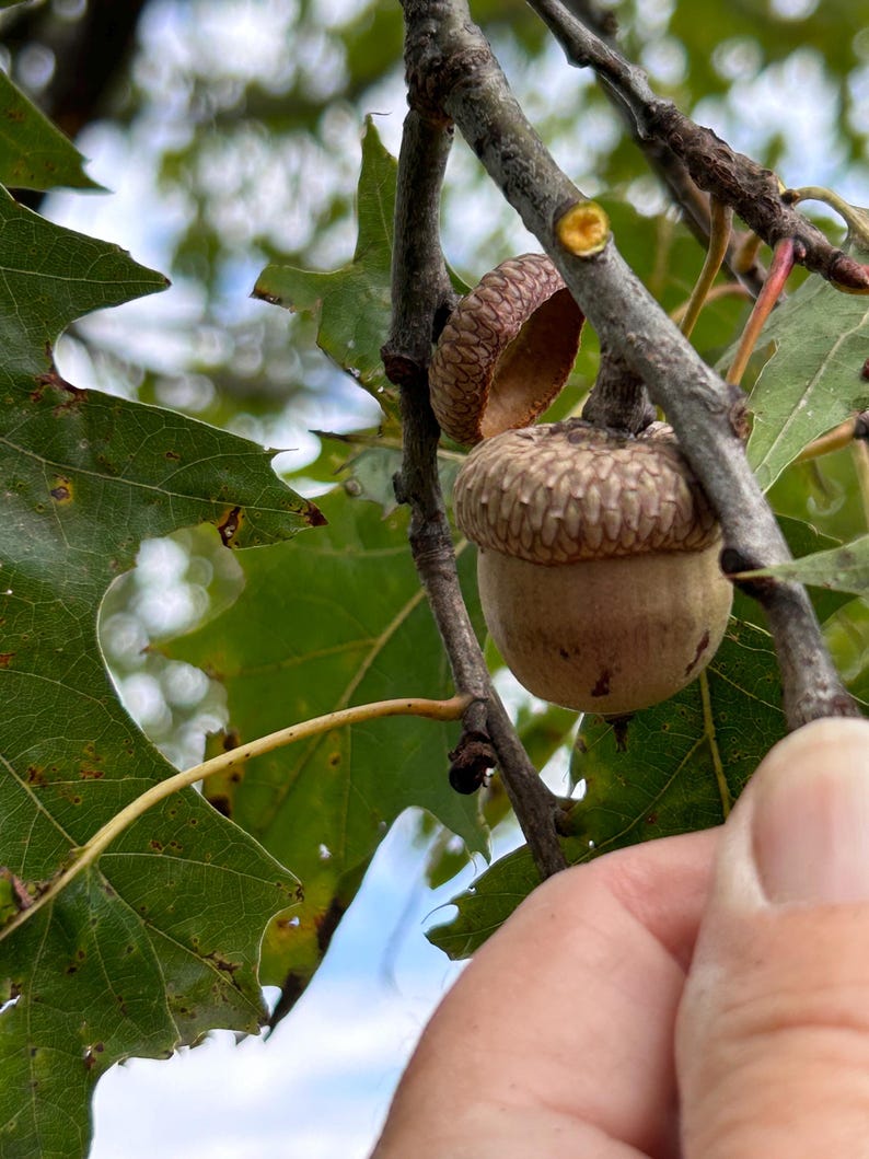 Jumbo Acorns. Beautiful, Deep Colors. Washed, Heat Dried, Polished With ...