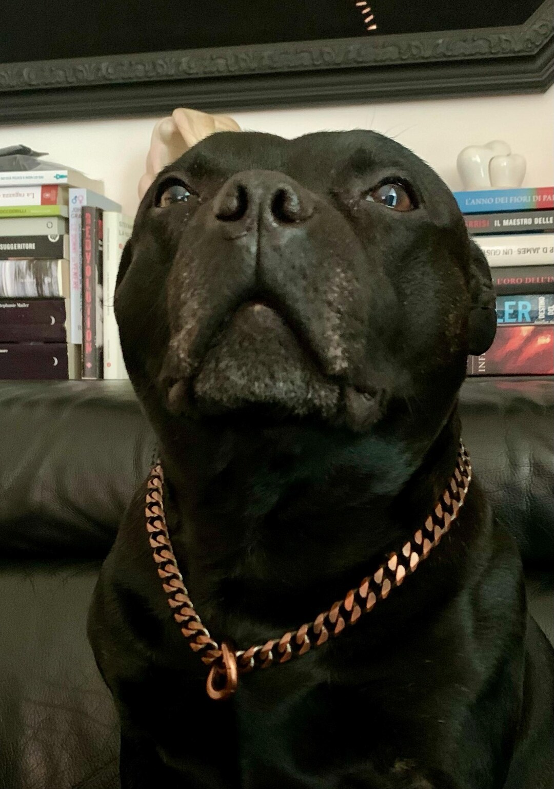 Brass Chain Ornamental Dog Collar - Fashion Accessory for Our Four ...