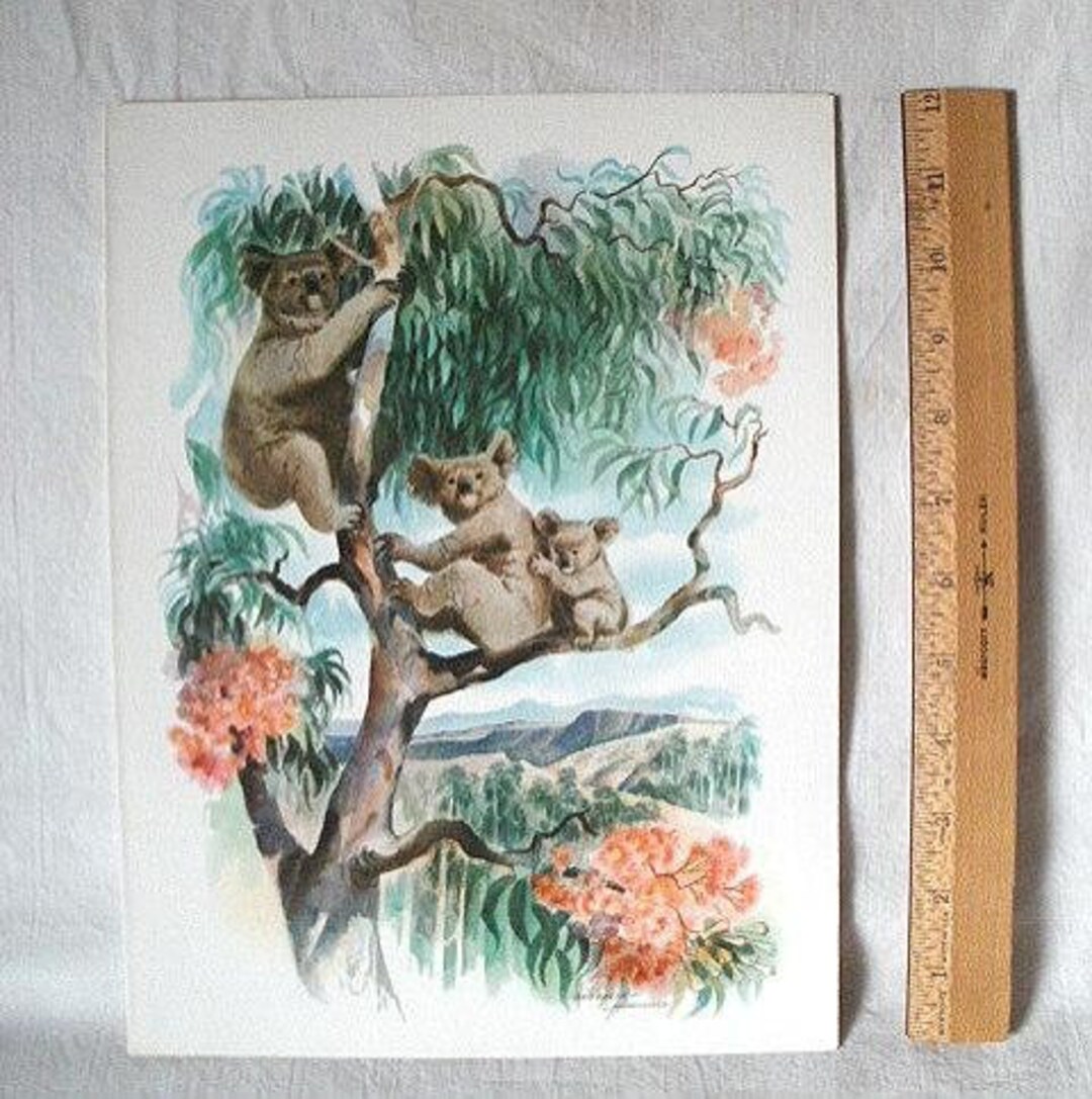 Vintage 1961 Ship Menu Koala Bears Illustration Lurline Matson - Etsy