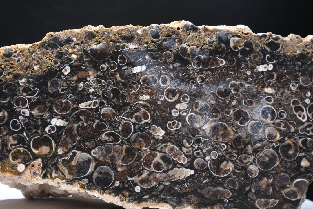 Turritella Agate Chunk /slab - Etsy