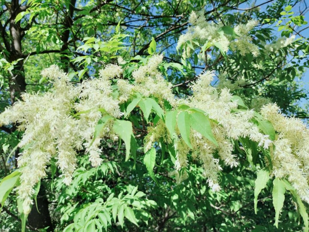 1,000 Manna Ash Fraxinus Ornus Tree Seeds Fragrant - Etsy