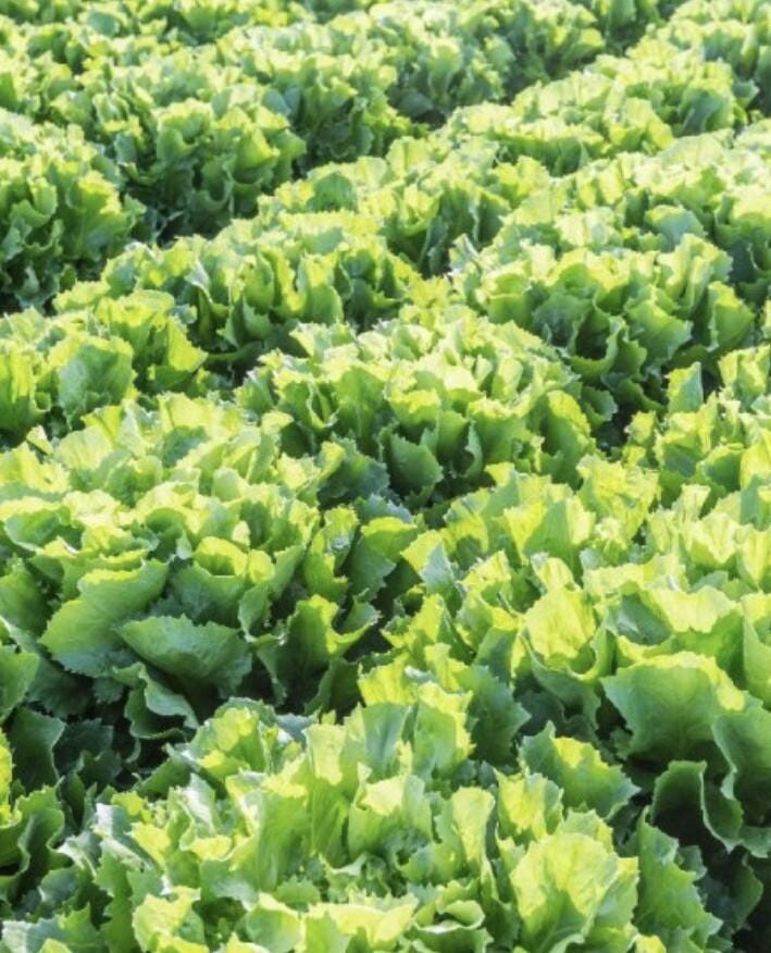 500+broadleaf Batavian Endive Seeds(cichorium Endivia) Escarole ...