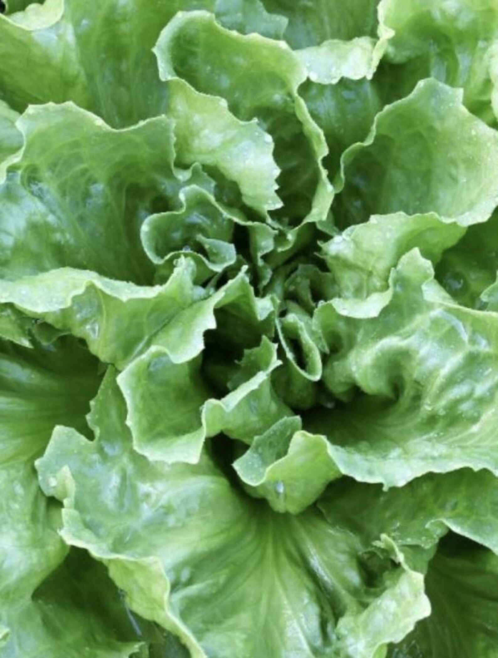 500+broadleaf Batavian Endive Seeds(cichorium Endivia) Escarole ...
